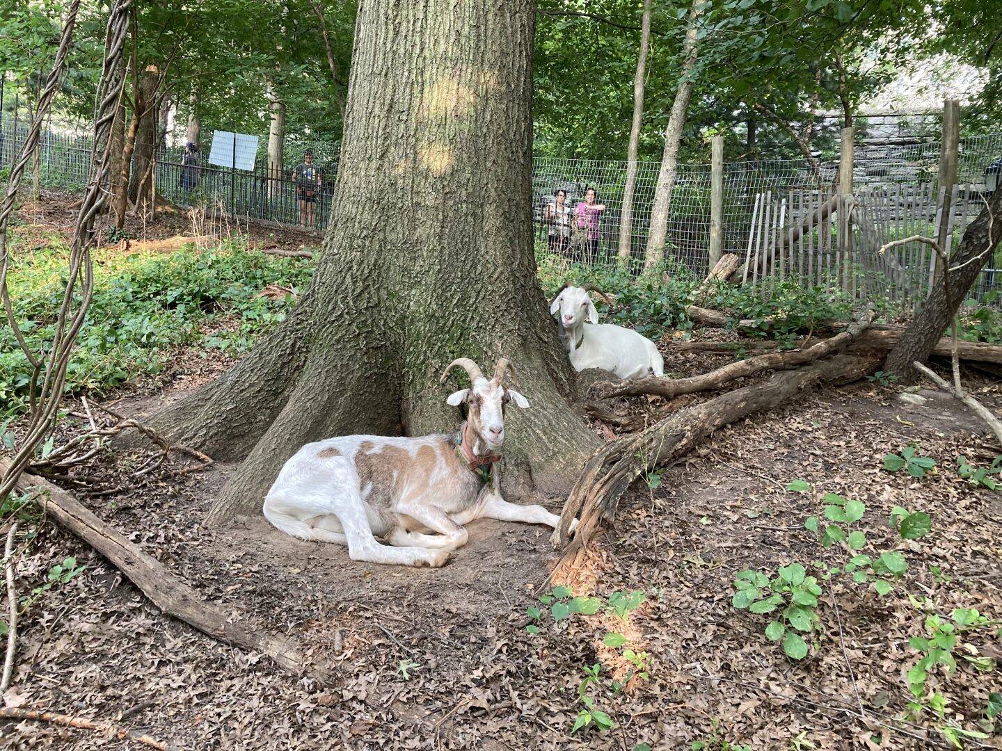 Green Goats, Rhinebeck | Green Goats, Rhinebeck